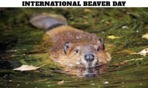 International Beaver Day – April 7